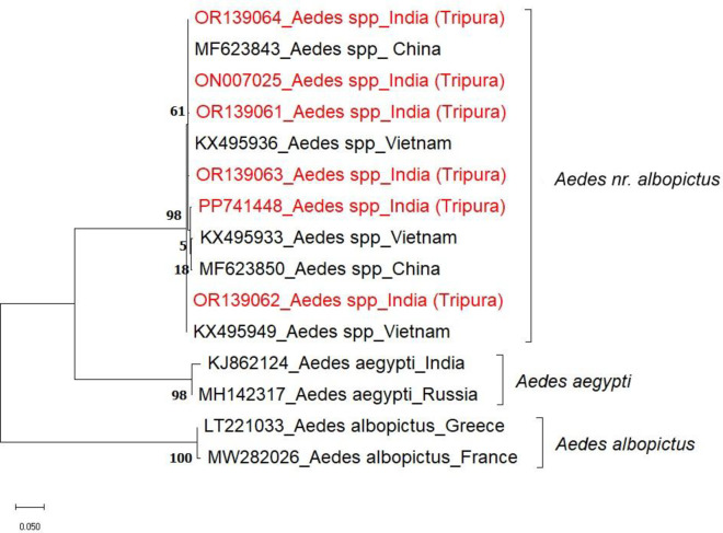 Detection of a sympatric cryptic species mimicking Aedes albopictus ...