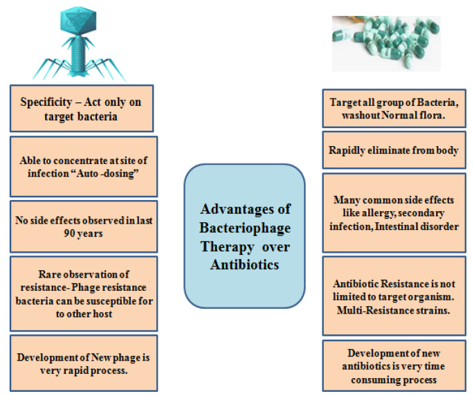 Bacteriophage therapy- a refurbished age-old potential strategy to treat antibiotic and ...