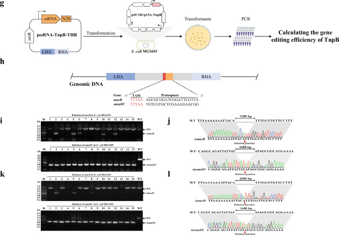 Characterization of the genome editing with miniature DNA nucleases TnpB and IscB in Escherichia ...