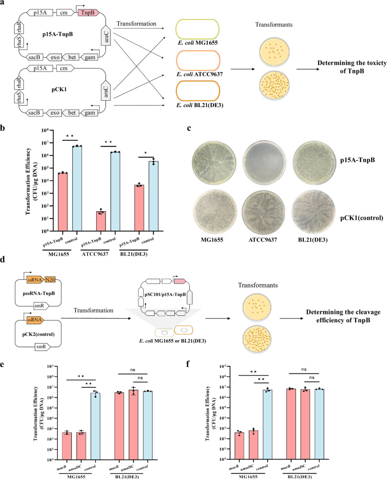 Characterization of the genome editing with miniature DNA nucleases TnpB and IscB in Escherichia ...