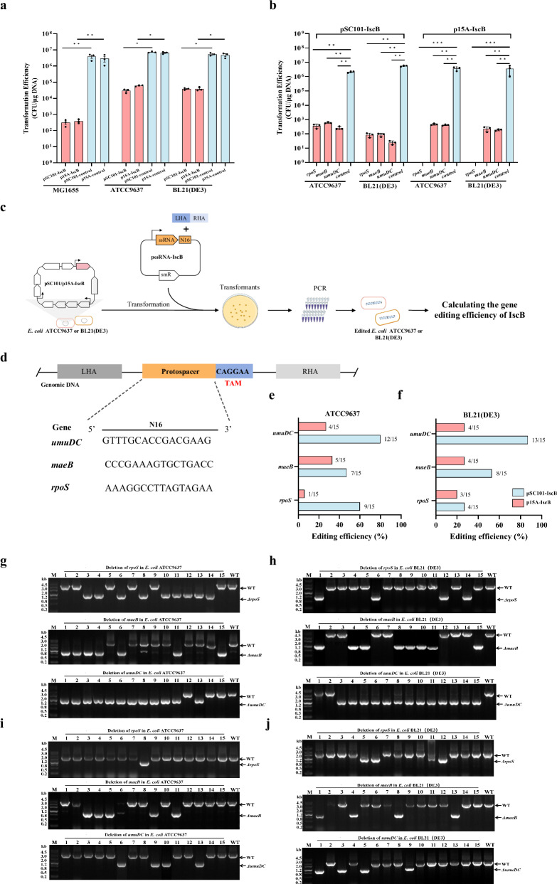 Characterization of the genome editing with miniature DNA nucleases TnpB and IscB in Escherichia ...
