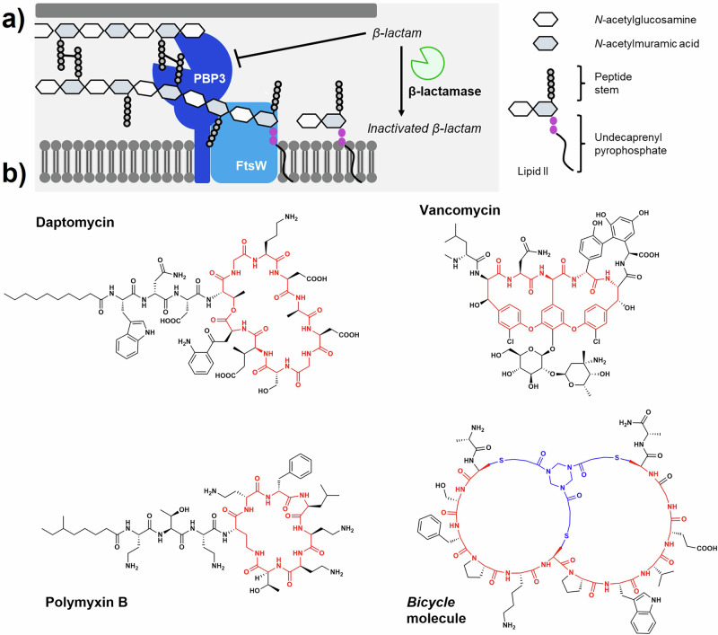Discovery and chemical optimisation of a potent, Bi-cyclic antimicrobial inhibitor of ...