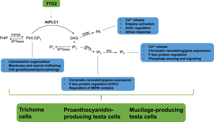 Genetic interaction between TTG2 and AtPLC1 reveals a role for phosphoinositide signaling in a ...