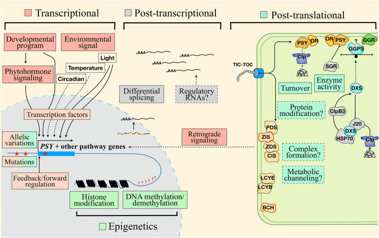 Plant carotenoids: recent advances and future perspectives - PMC
