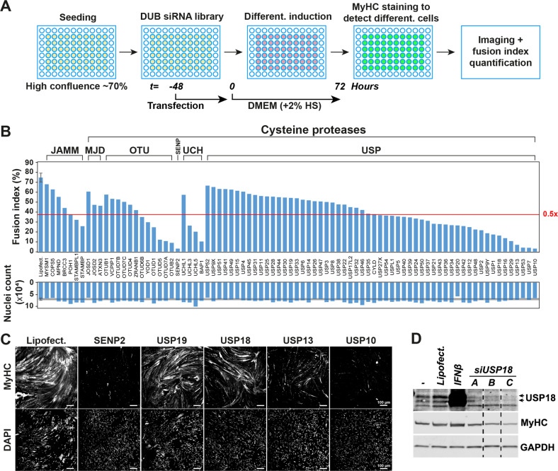 USP18 is an essential regulator of muscle cell differentiation and maturation - PMC