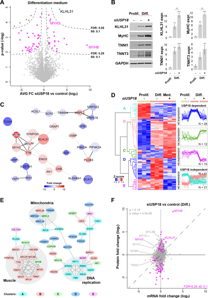 USP18 is an essential regulator of muscle cell differentiation and maturation - PMC