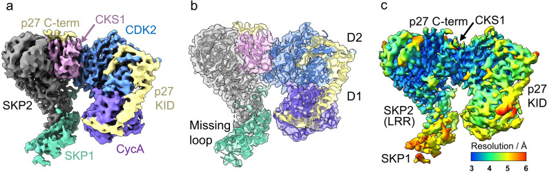 Cryo-EM structure of SKP1-SKP2-CKS1 in complex with CDK2-cyclin A-p27KIP1 - PMC