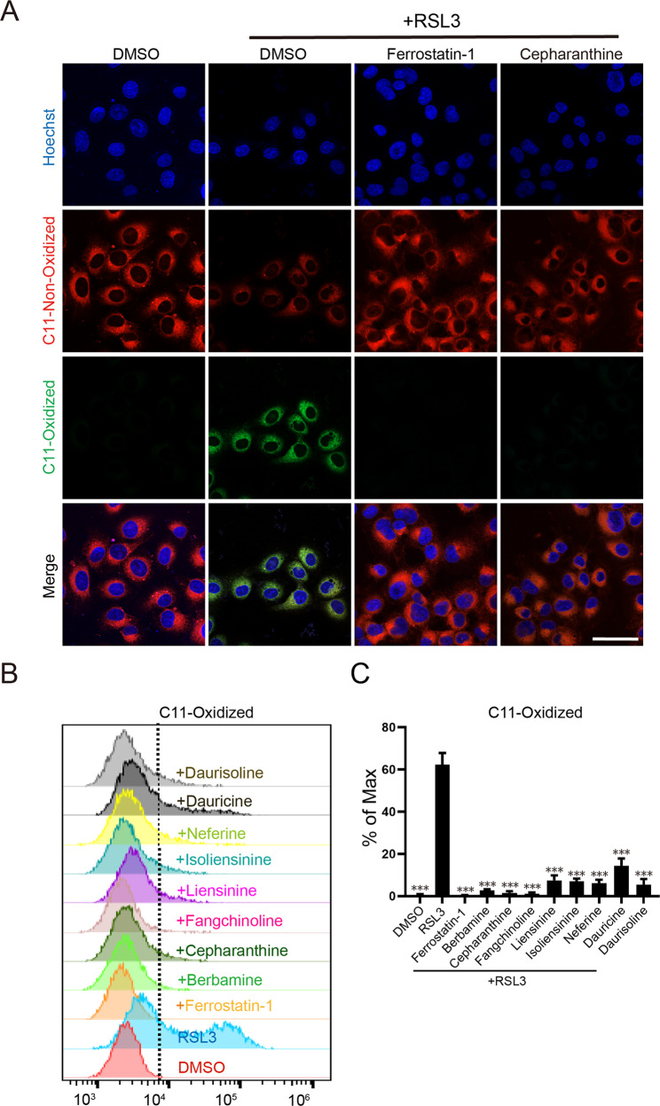 Identification of a group of bisbenzylisoquinoline (BBIQ) compounds as ferroptosis inhibitors - PMC