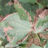 A comprehensive cotton leaf disease dataset for enhanced detection and ...