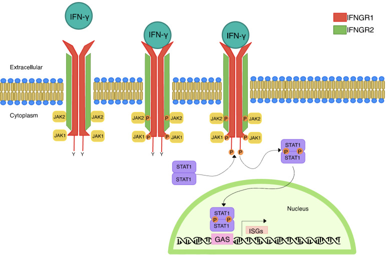 Deregulation Of Interferon Gamma Receptor 1 Expression And Its