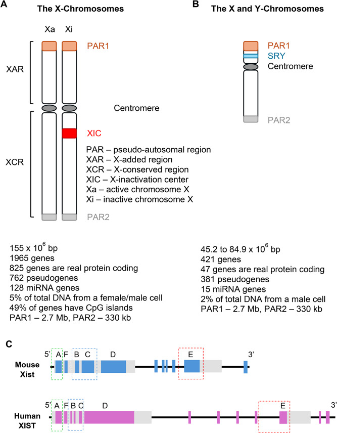 X-inactive-specific transcript: a long noncoding RNA with a complex ...