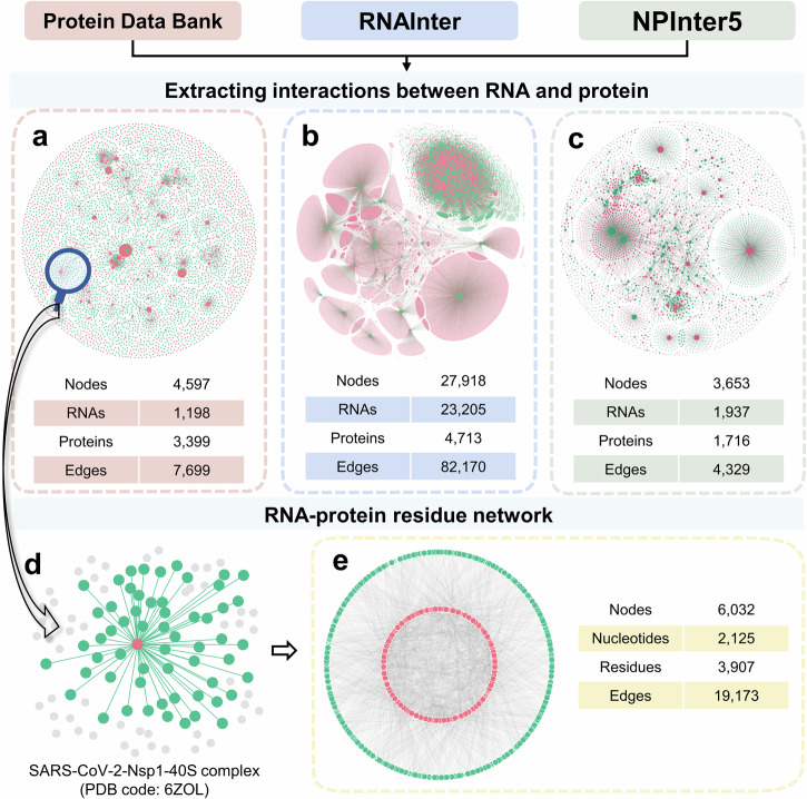 RNA-protein interaction prediction using network-guided deep learning - PMC