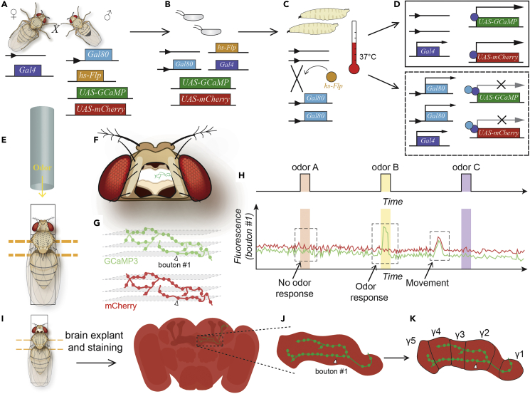 Visualization of naive and learned odor representations using in vivo calcium imaging and ...
