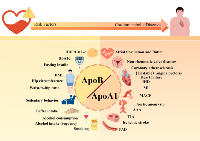 Revisiting an old relationship: the causal associations of the ApoB/ApoA1 ratio with ...
