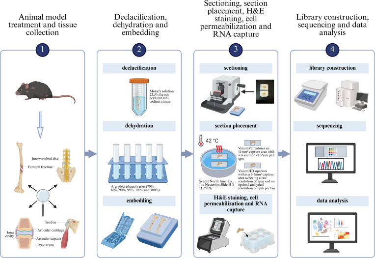 A practical protocol of processing mineralized tissue for Visium ...