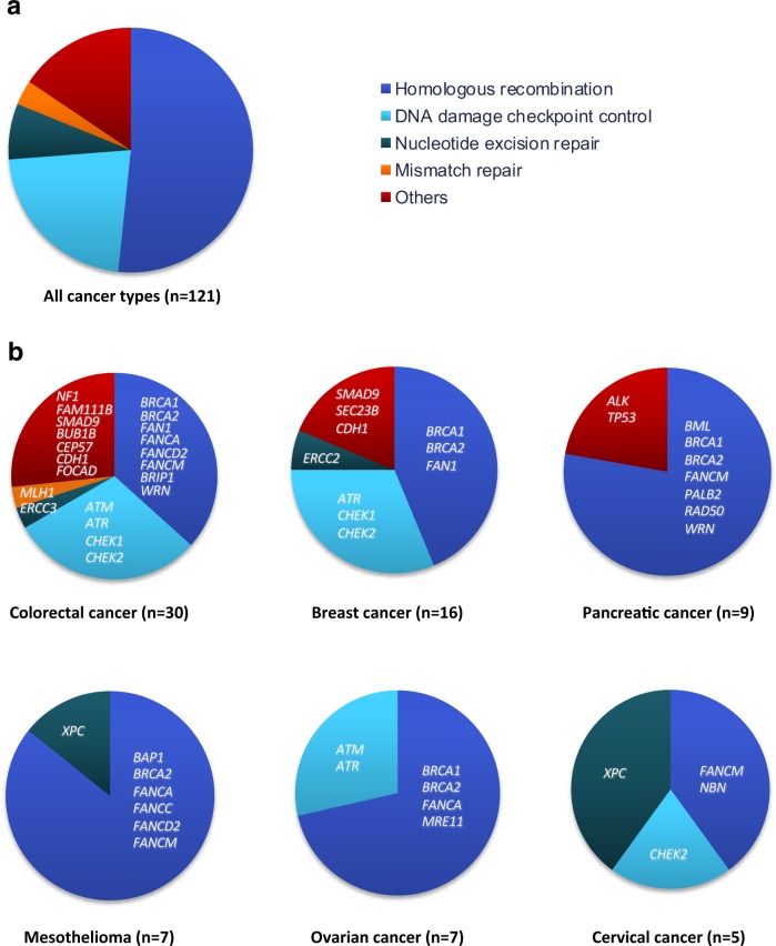 High frequency of pathogenic germline variants within homologous recombination repair in ...
