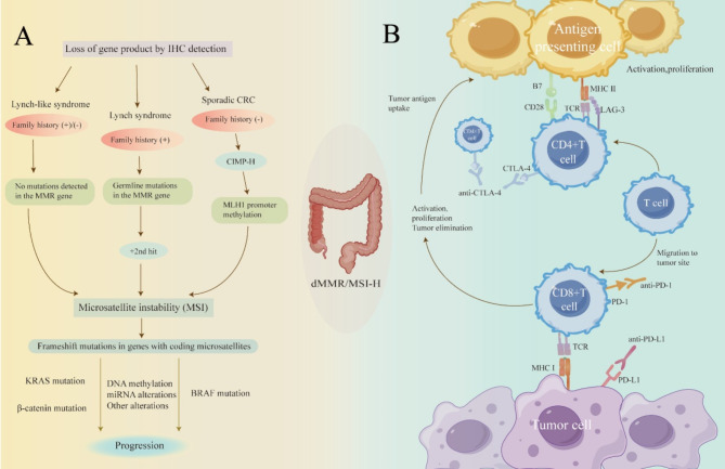 Oncological characteristics, treatments and prognostic outcomes in MMR-deficient colorectal ...