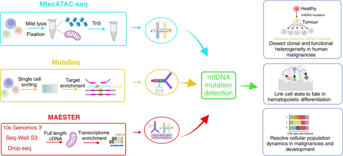 Single-cell lineage tracing with endogenous markers - PMC