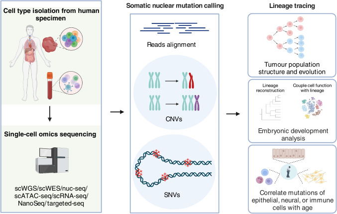 Single-cell lineage tracing with endogenous markers - PMC