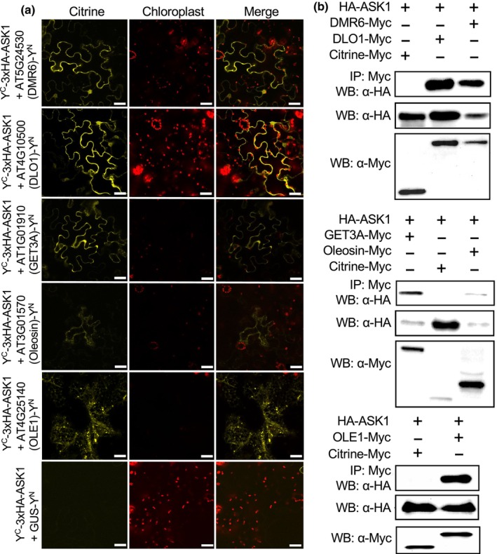 Turboid‐based Proteomic Profiling Reveals Proxitome Of Ask1 And Cul1 Of