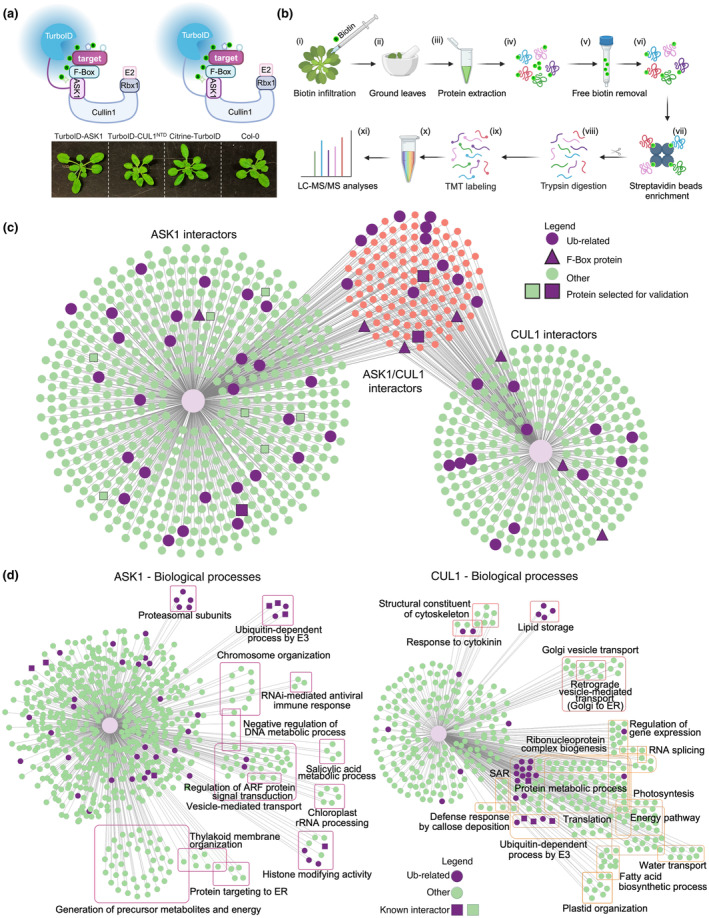 Turboid‐based Proteomic Profiling Reveals Proxitome Of Ask1 And Cul1 Of
