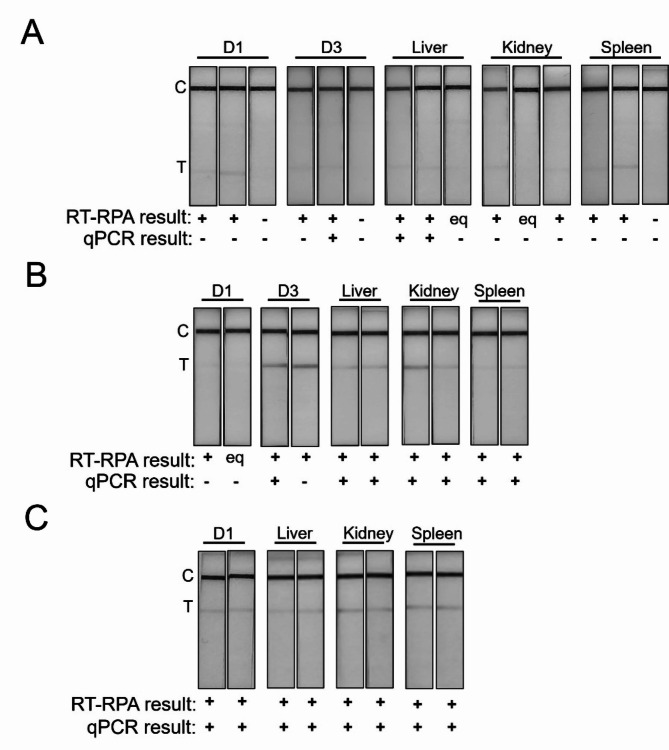 RT-RPA as a dual tool for detection and phylogenetic analysis of epidemic arthritogenic ...
