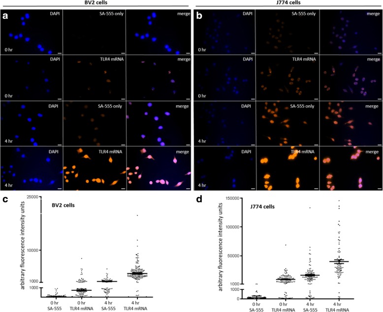 Visualizing neuroinflammation with fluorescence and luminescent lanthanide-based in situ ...