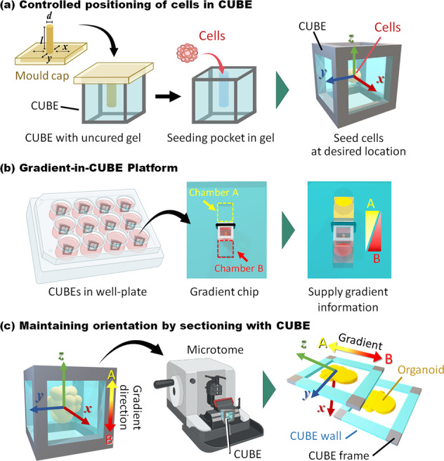 Gradient to sectioning CUBE workflow for the generation and imaging of organoids with localized ...