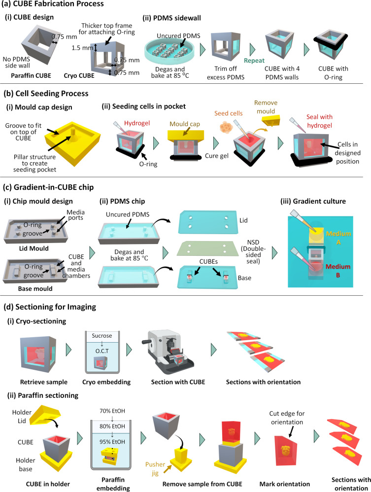 Gradient to sectioning CUBE workflow for the generation and imaging of organoids with localized ...