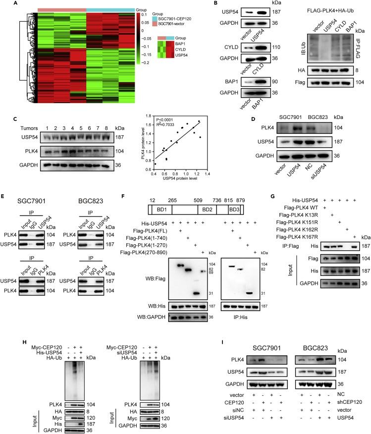 Centrosomal Protein 120 Promotes Centrosome Amplification And Gastric