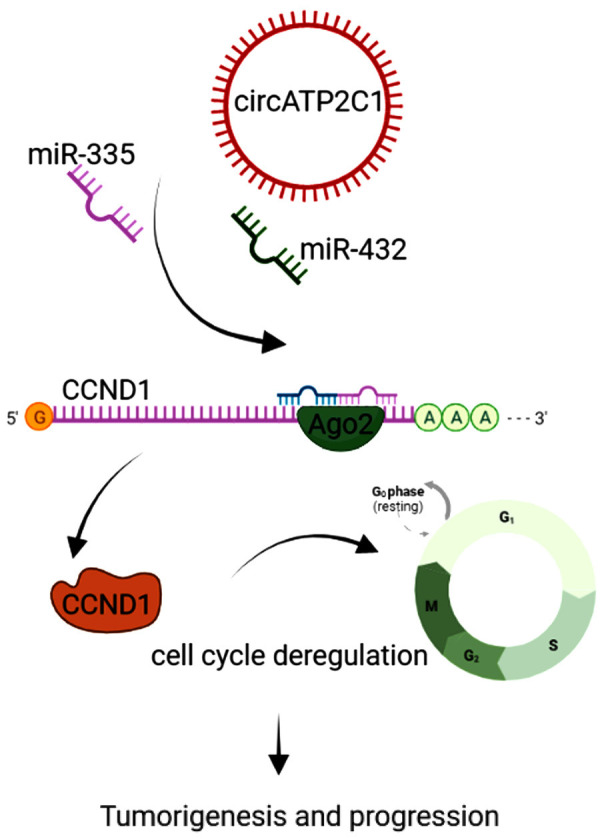 Circular RNA ATP2C1 (has_circ_0005797) sponges miR-432/miR-335 to ... Circular RNA ATP2C1 (has_circ_0005797) sponges miR-432/miR-335 to ...