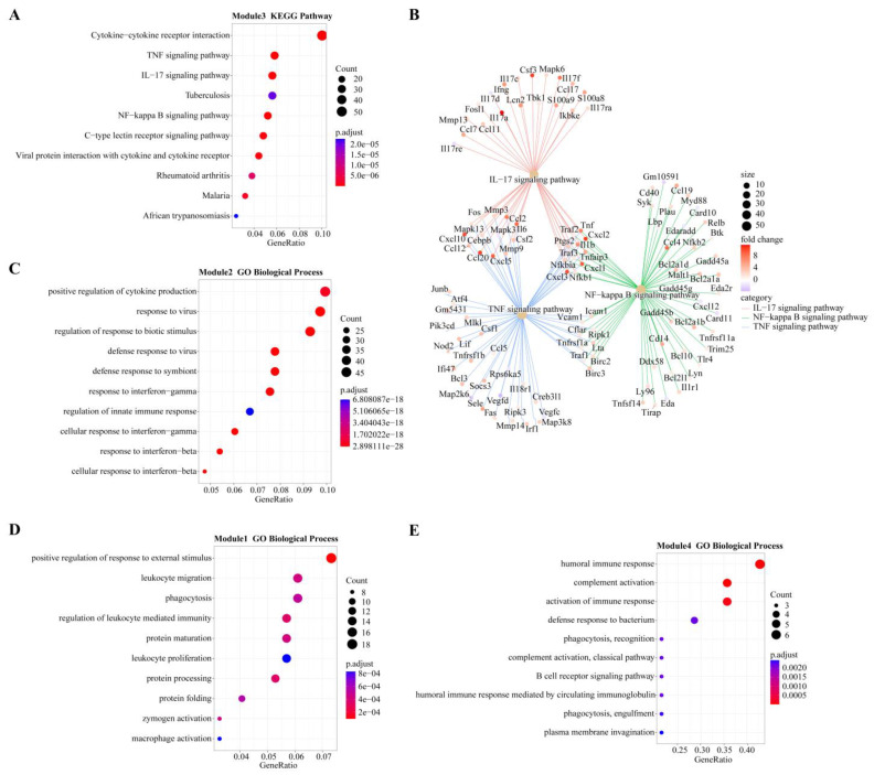 Time Course Transcriptome Analysis Of The Lungs Of Mice Challenged With