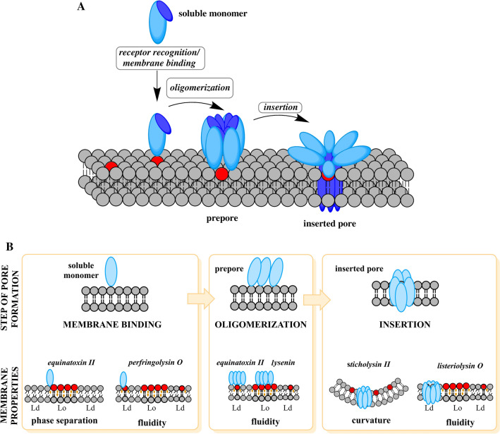 Beyond pore formation: reorganization of the plasma membrane induced by ...