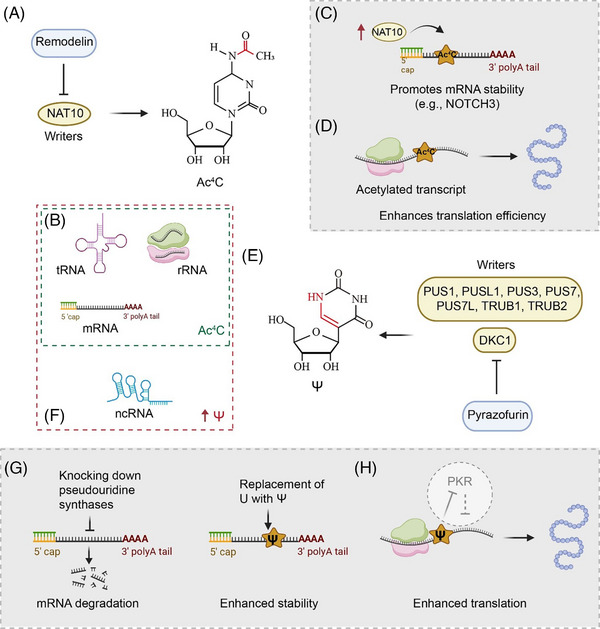 Non‐m6A RNA modifications in haematological malignancies - PMC