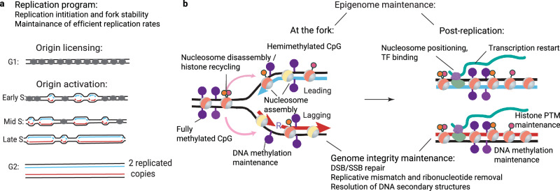 Monitoring and quantifying replication fork dynamics with high-throughput methods - PMC