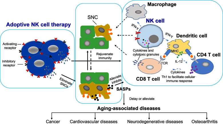 Adoptive NK cell therapy: a potential revolutionary approach in longevity therapeutics - PMC