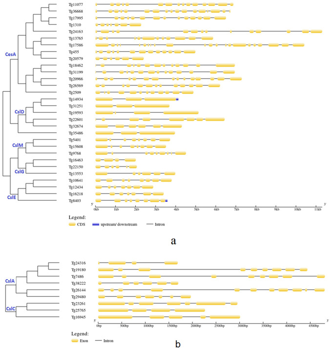 Genome-wide analysis of cellulose synthase gene superfamily in Tectona grandis L.f - PMC