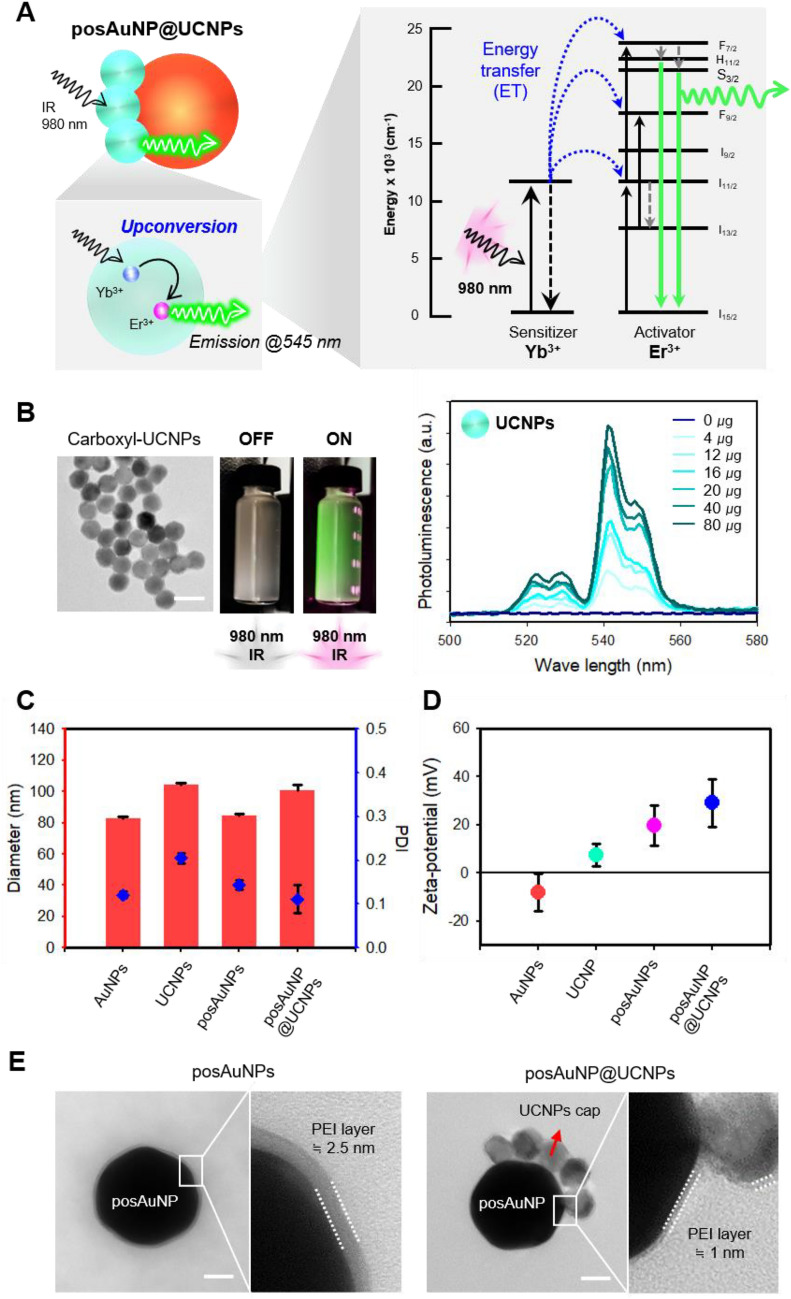 Upconverting-photon quenching-mediated perforation influx as an intracellular delivery method ...