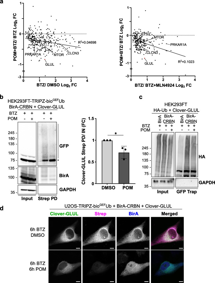 Cullin-RING ligase BioE3 reveals molecular-glue-induced neosubstrates ... Cullin-RING ligase BioE3 reveals molecular-glue-induced neosubstrates ...