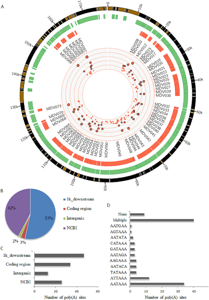 A novel method for genome-wide profiling of dynamic host-pathogen interactions using 3′ end ...