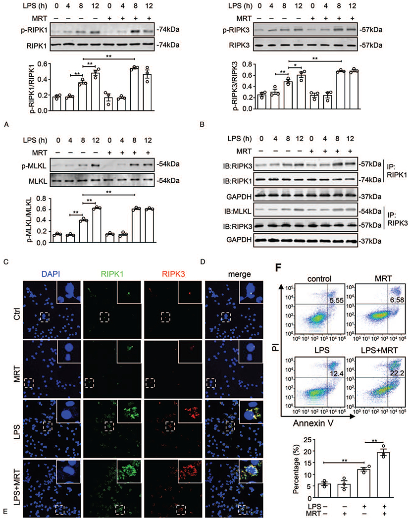 TBK1/IKKϵ NEGATIVELY REGULATE LPS-INDUCED NEUTROPHIL NECROPTOSIS AND LUNG INFLAMMATION - PMC