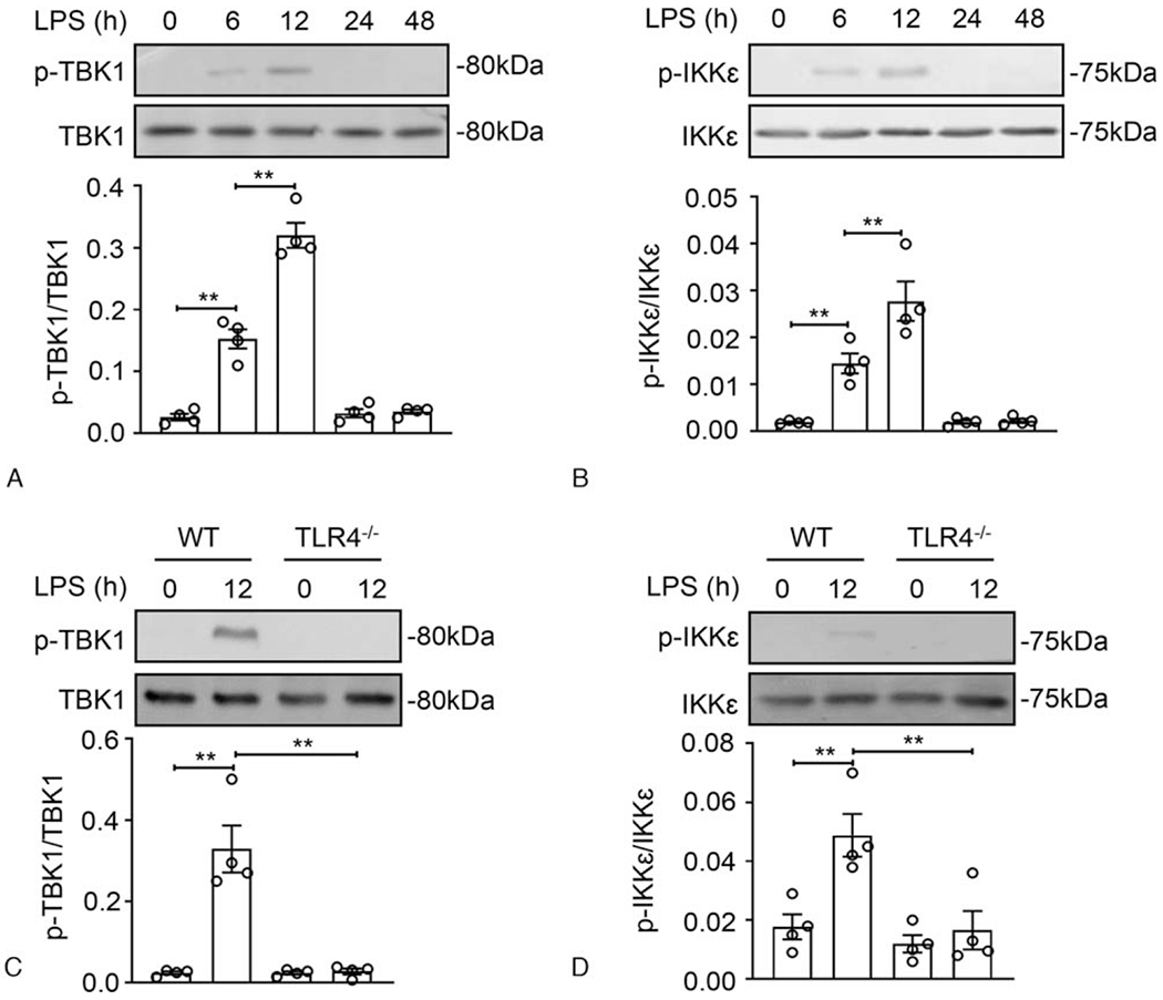 TBK1/IKKϵ NEGATIVELY REGULATE LPS-INDUCED NEUTROPHIL NECROPTOSIS AND LUNG INFLAMMATION - PMC