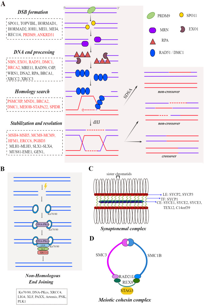 DNA double-strand break genetic variants in patients with premature ovarian insufficiency - PMC