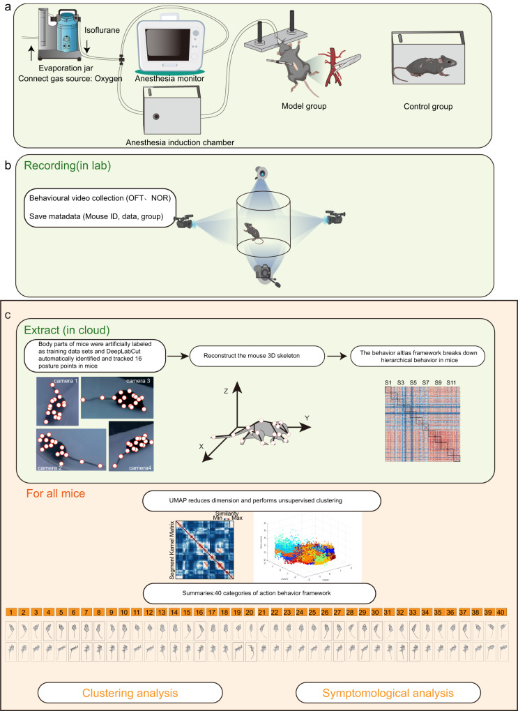 Automated phenotyping of postoperative delirium-like behaviour in mice reveals the therapeutic ...