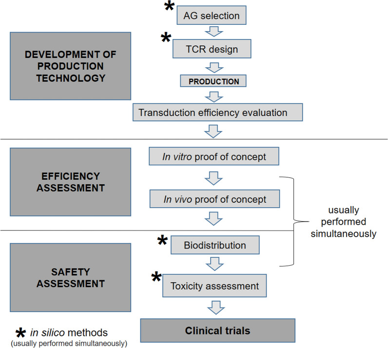 TCR-T cell therapy: current development approaches, preclinical evaluation, and perspectives on ...