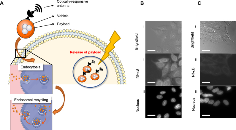 Figure 4: