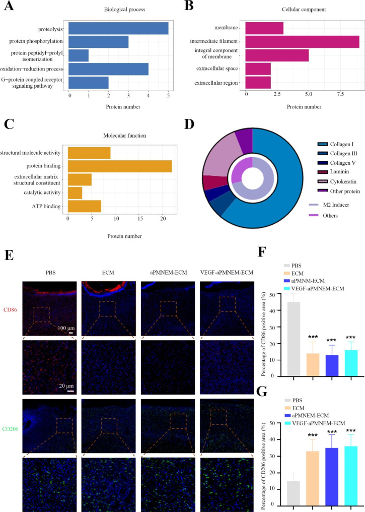 An injectable, activated neutrophil-derived exosome mimetics/extracellular matrix hybrid ...