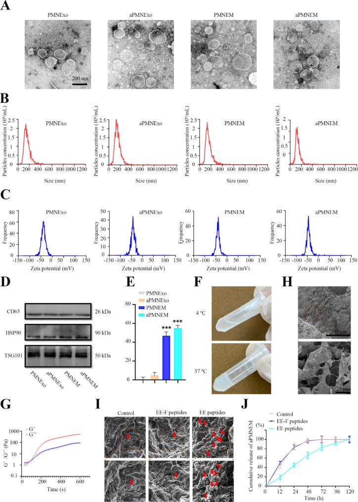 An injectable, activated neutrophil-derived exosome mimetics/extracellular matrix hybrid ...