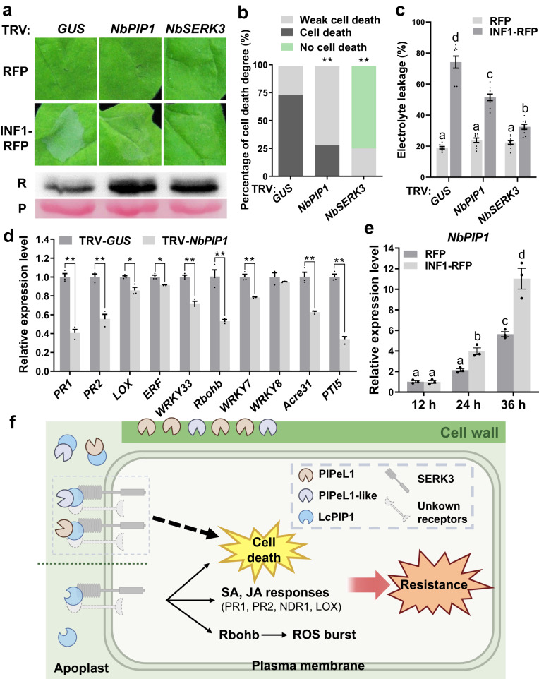 A plant cell death-inducing protein from litchi interacts with ... A plant cell death-inducing protein from litchi interacts with ...