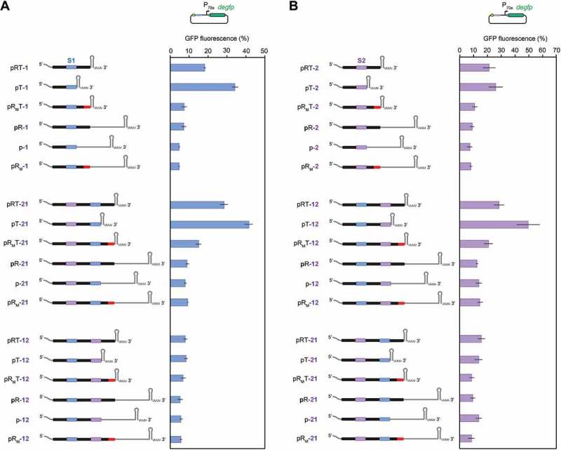 The Francisella Novicida Cas12a Is Sensitive To The Structure Downstream Of The Terminal Repeat